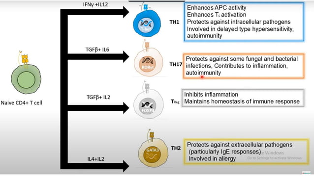 T CELL lymphocyte , its function, production and types pptx | PPTX