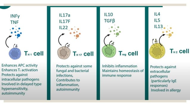 T CELL lymphocyte , its function, production and types pptx | PPTX