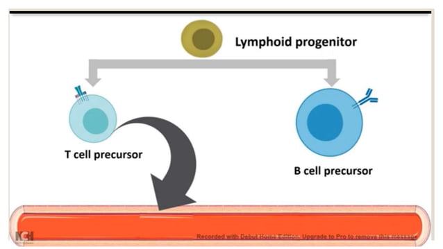 T CELL lymphocyte , its function, production and types pptx | PPTX