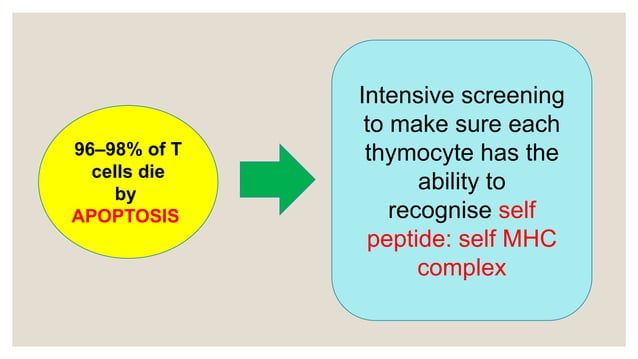 T CELL lymphocyte , its function, production and types pptx | PPTX
