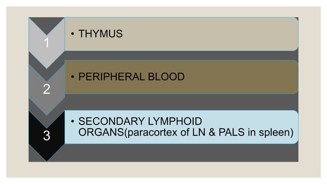 T CELL lymphocyte , its function, production and types pptx | PPTX