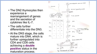 T CELL TYPES | PPTX