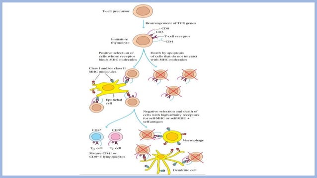 T CELL TYPES | PPTX