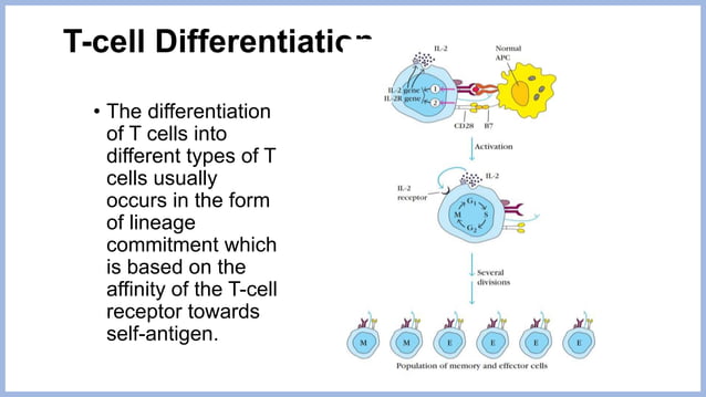 T CELL TYPES | PPTX