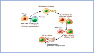 T CELL TYPES | PPTX