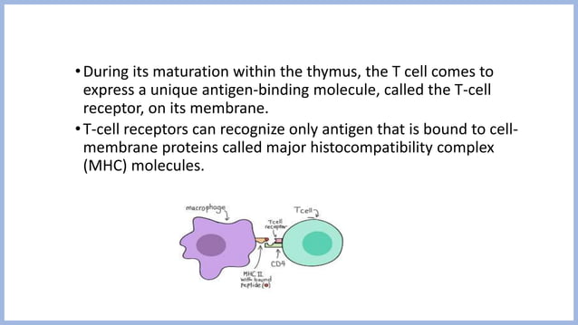 T CELL TYPES | PPTX