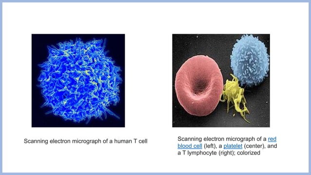 T CELL TYPES | PPTX