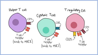 T CELL TYPES | PPT