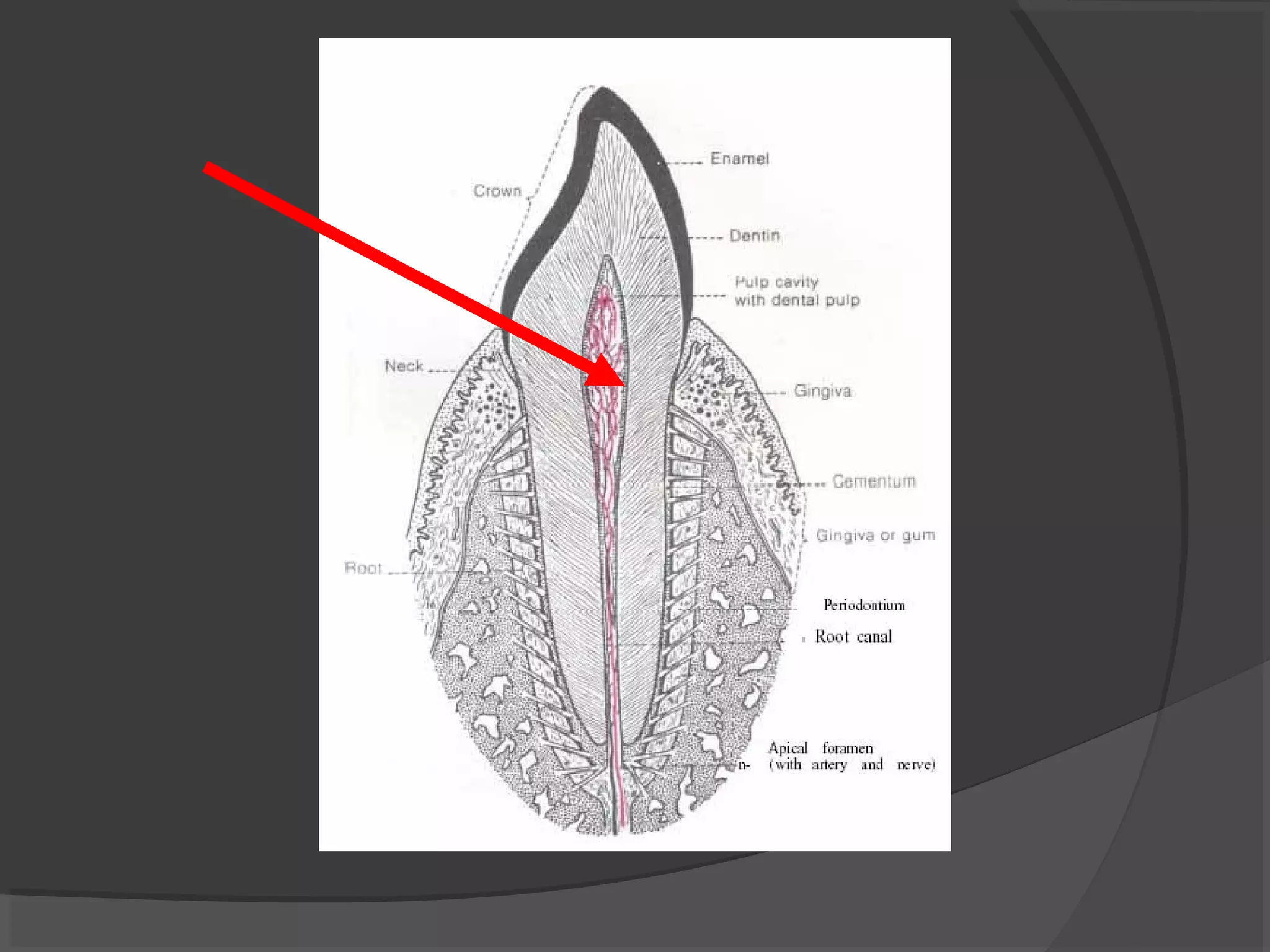 Introduction to Dentistry 4 | PPT