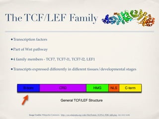 TCF/LEF talk | PPT