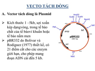 Tách dòng gene | PPTX