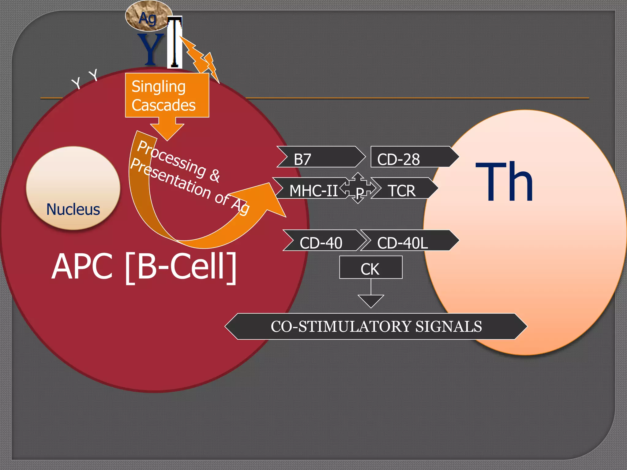 T-Cell Mediated Immunity | PPTX