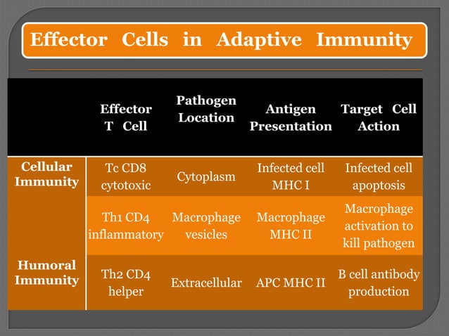 T-Cell Mediated Immunity | PPTX | Genetics | Science