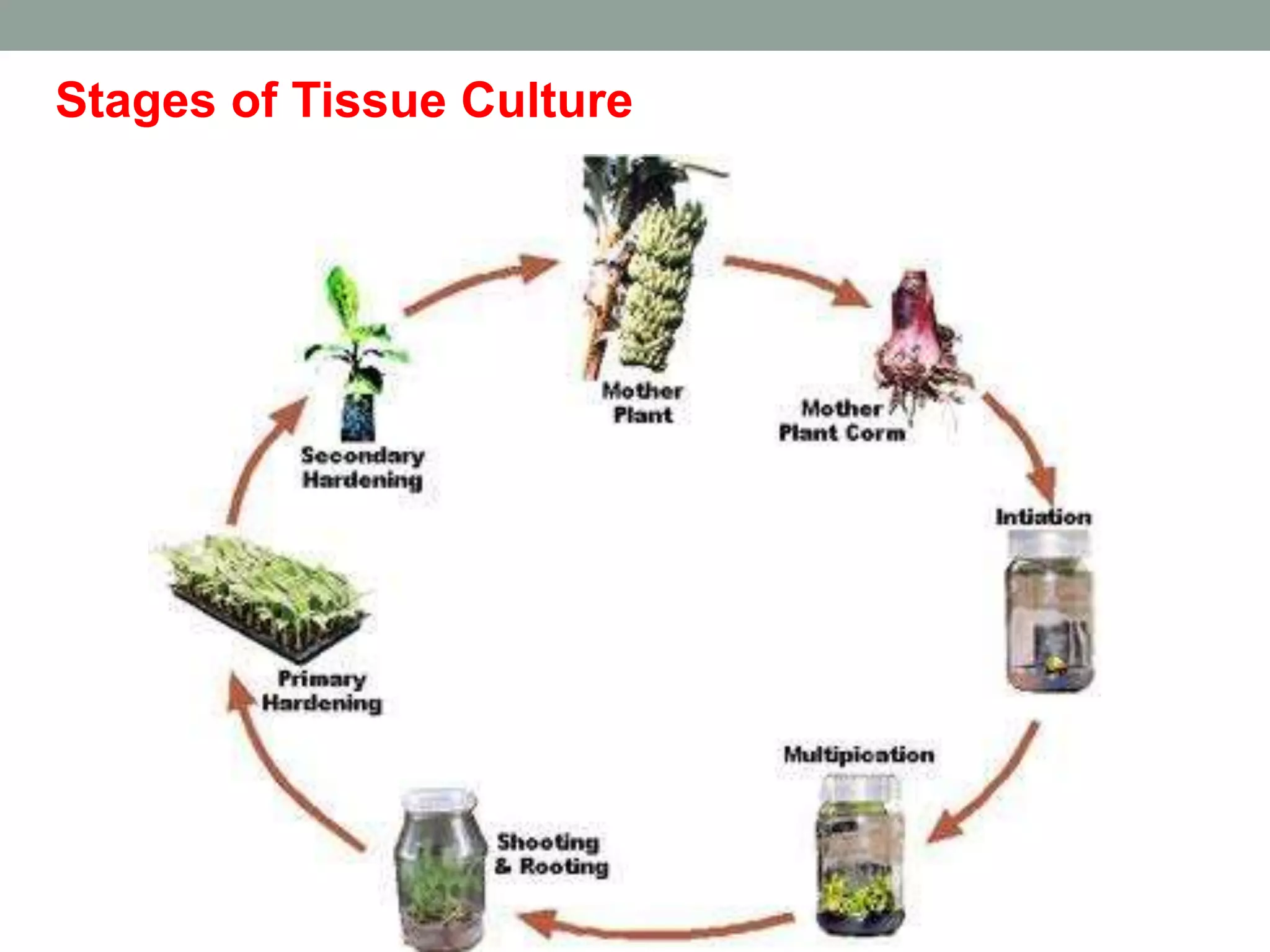 Plant Tissue Culture- Introduction & History | PPTX