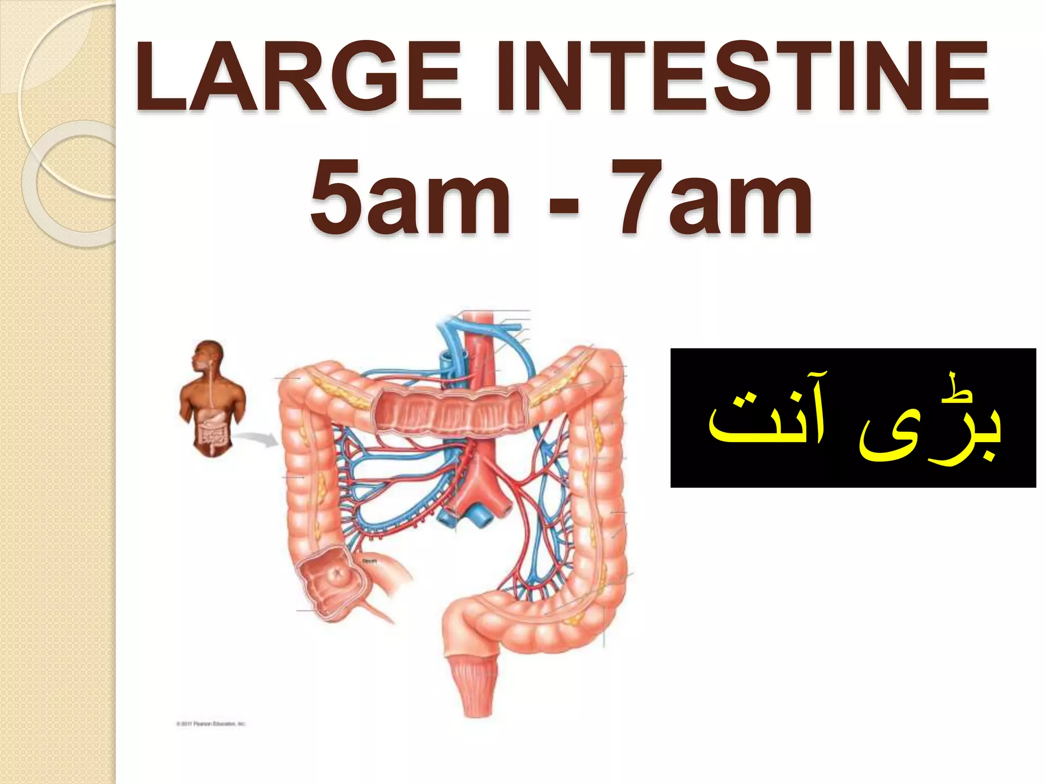 TCM Biological Clock | PPTX