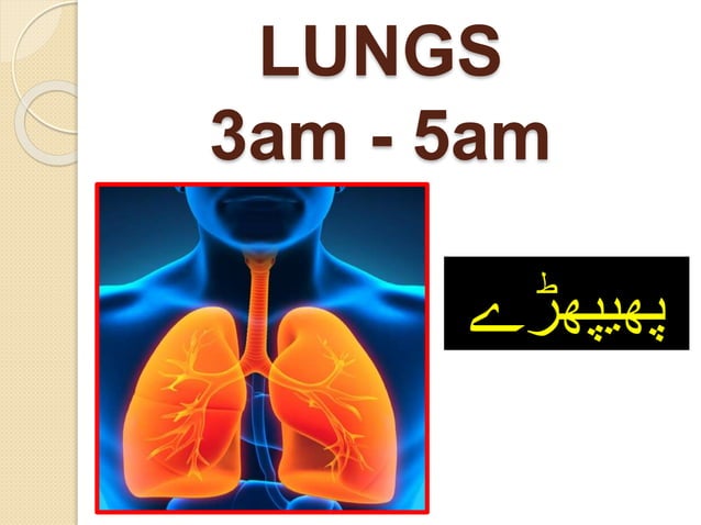 TCM Biological Clock | PPT