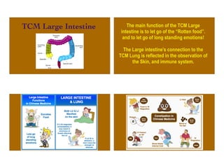 TCM Stomach-Intestine Diagnosis and traditional acupuncture | PPT