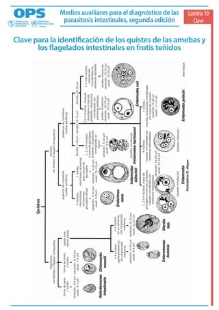 Técnica de baermann | PDF