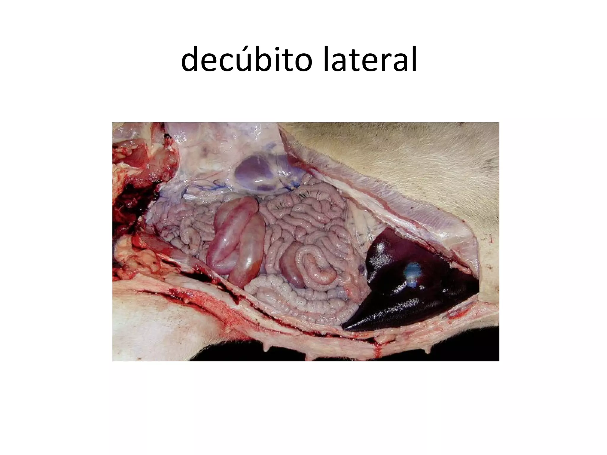 Técnica de necropsia en los porcinos | PPT | Bone and Joint Conditions ...