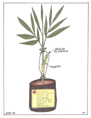 Técnicas de injerto | PDF