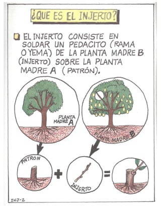 Técnicas de injerto | PDF