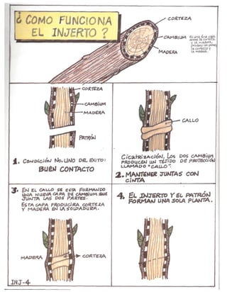 Técnicas de injerto | PDF