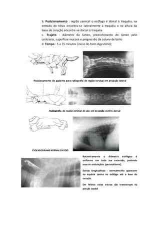 Técnicas radiográficas contrastadas veterinaria | DOCX