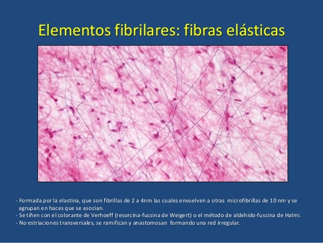 Tejido conectivo