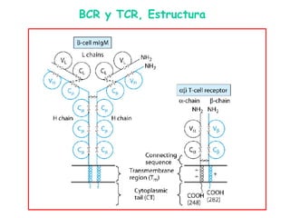 Tcr Bcr | PPT