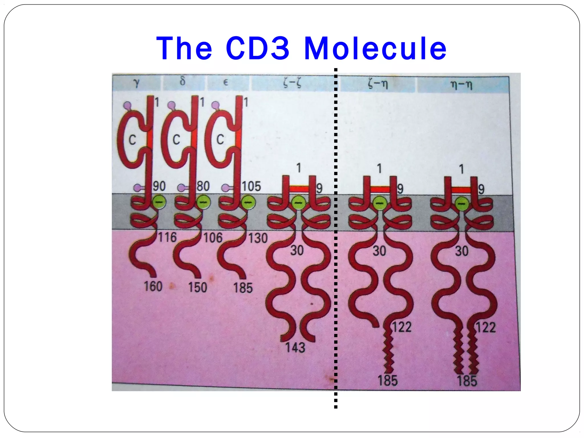 Tcr class | PPT