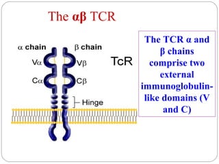Tcr class | PPT