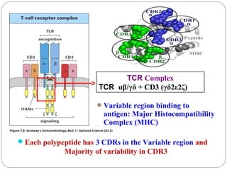 T Cell Receptor Complex