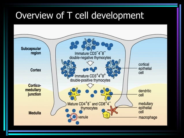 Tcr development and evaluation | PPT