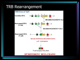 Tcr development and evaluation | PPT
