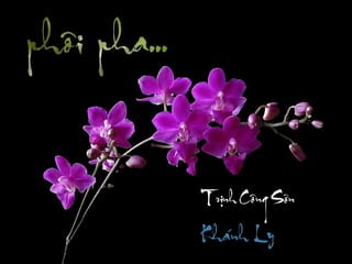 Trịnh Công Sơn - Phôi pha | PPS