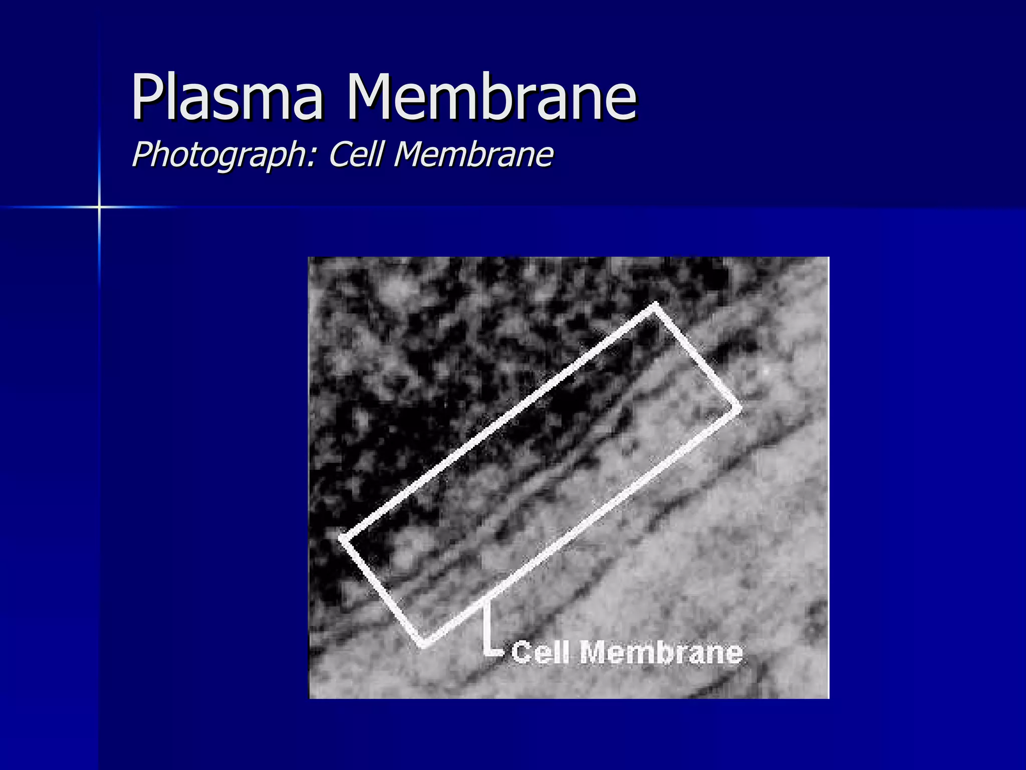 Plasma Membrane | PPT