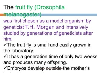 Model oranisms used in genetics | PPTX