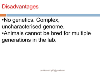 Model oranisms used in genetics | PPTX