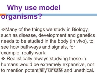 Model oranisms used in genetics | PPTX