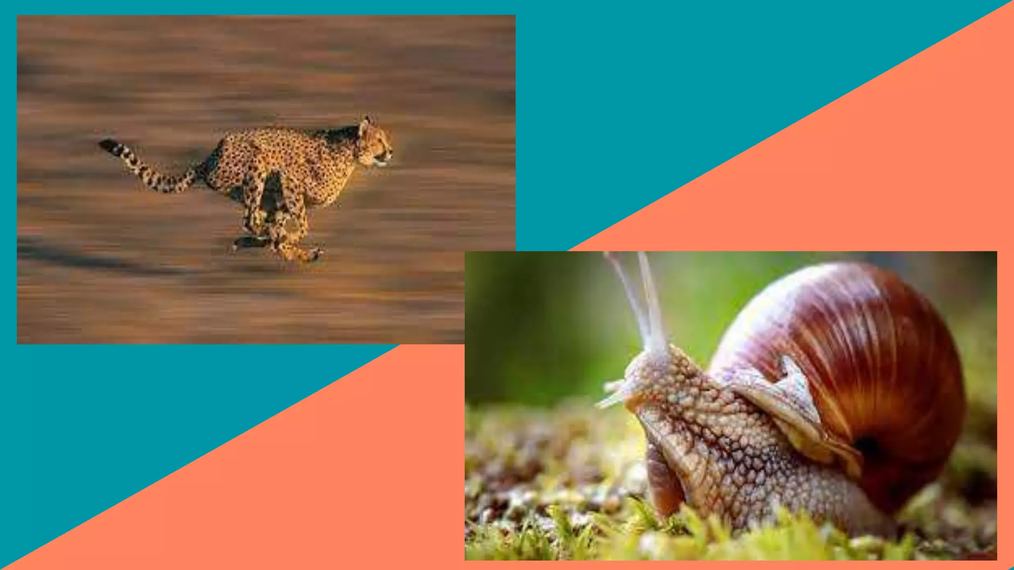 global divides | PPTX