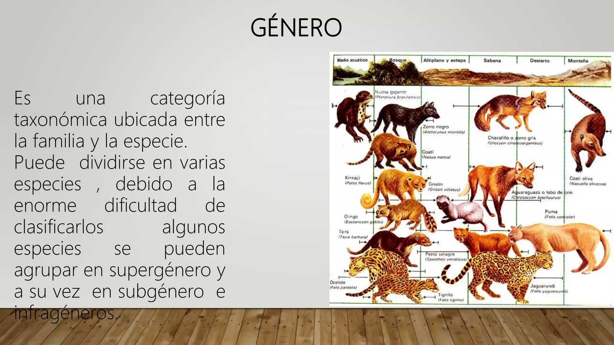 Categorías taxonómicas | PPTX