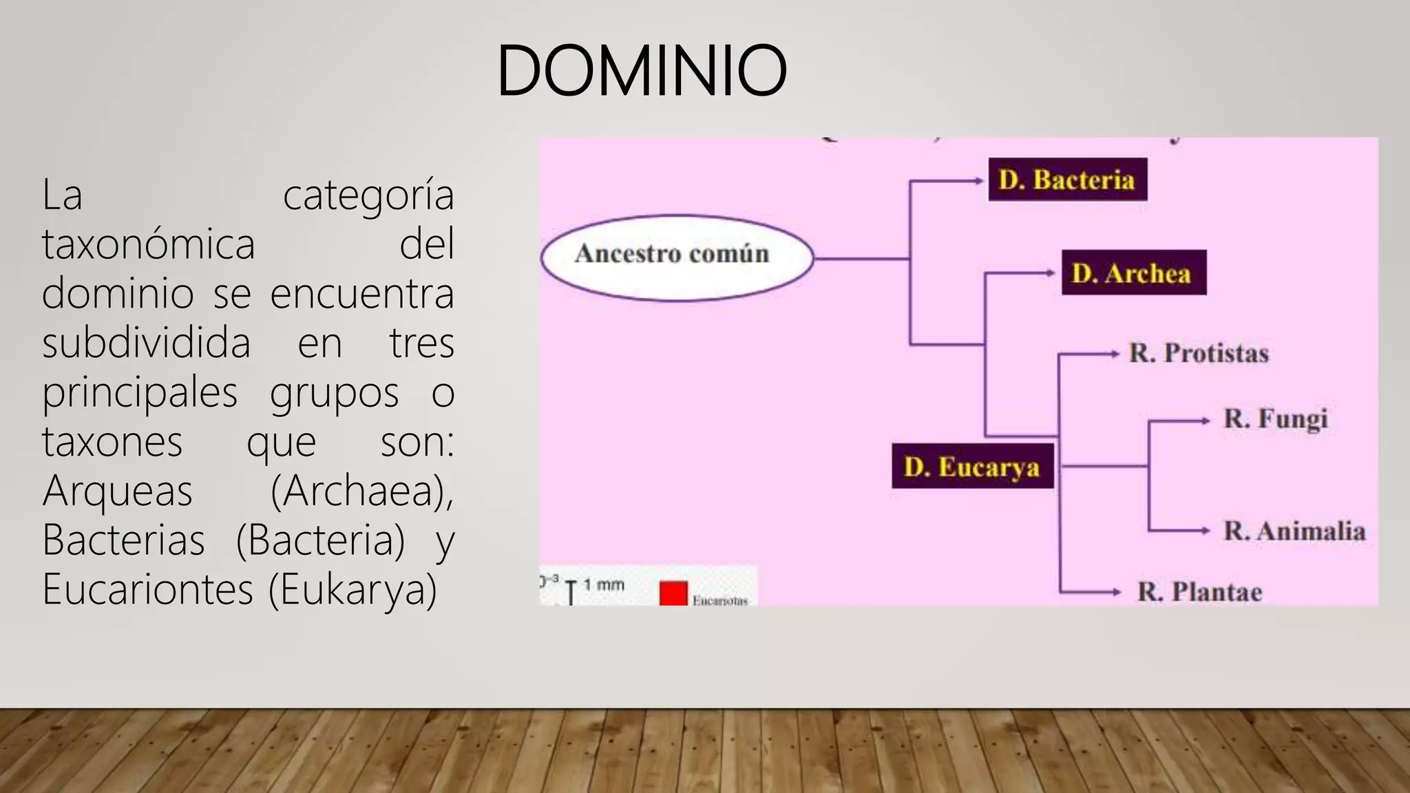 Categorías taxonómicas | PPTX