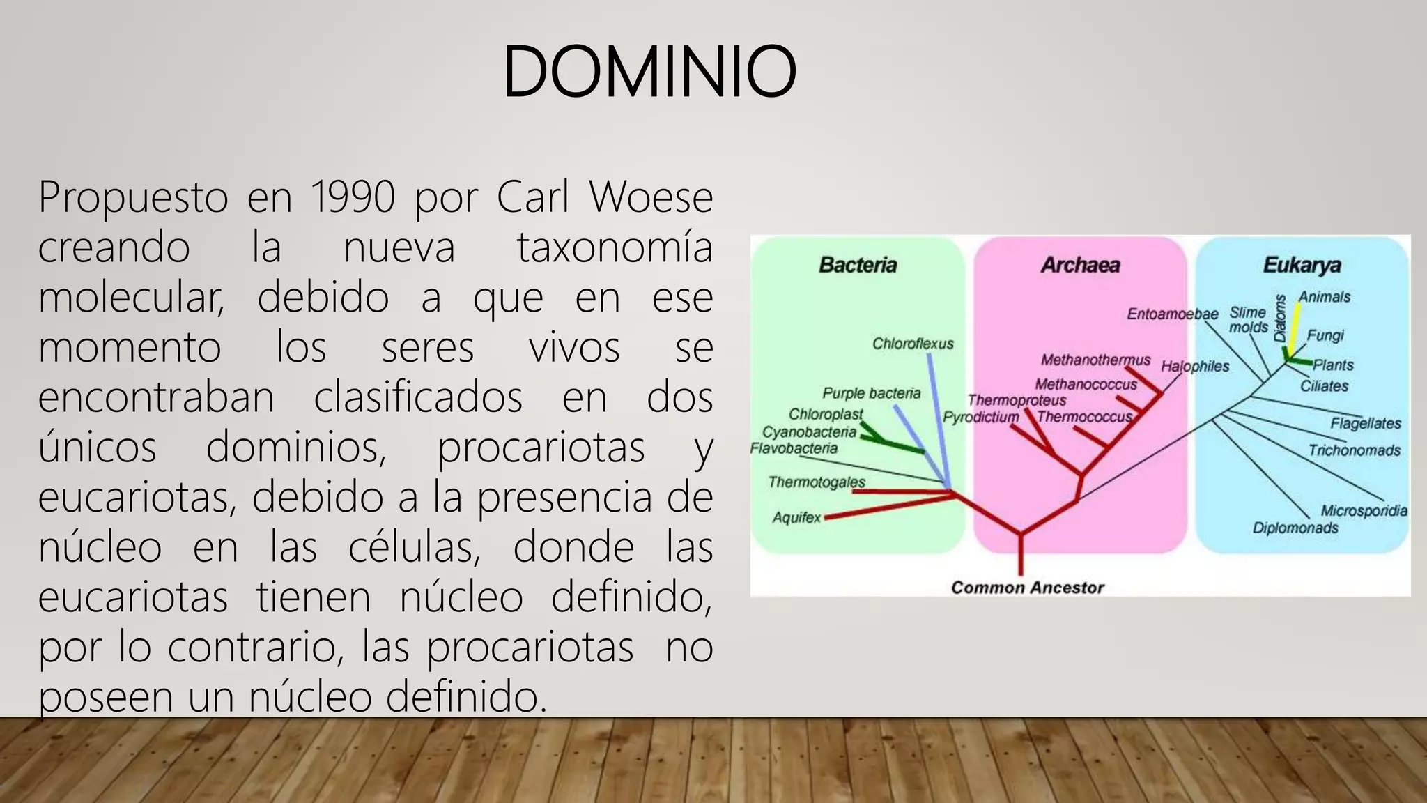 Categorías taxonómicas | PPTX