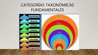 Categorías taxonómicas | PPTX