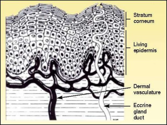 TRANSDERMAL DRUG DELIVERY SYSTEMS advantages, disadvantages | PPT