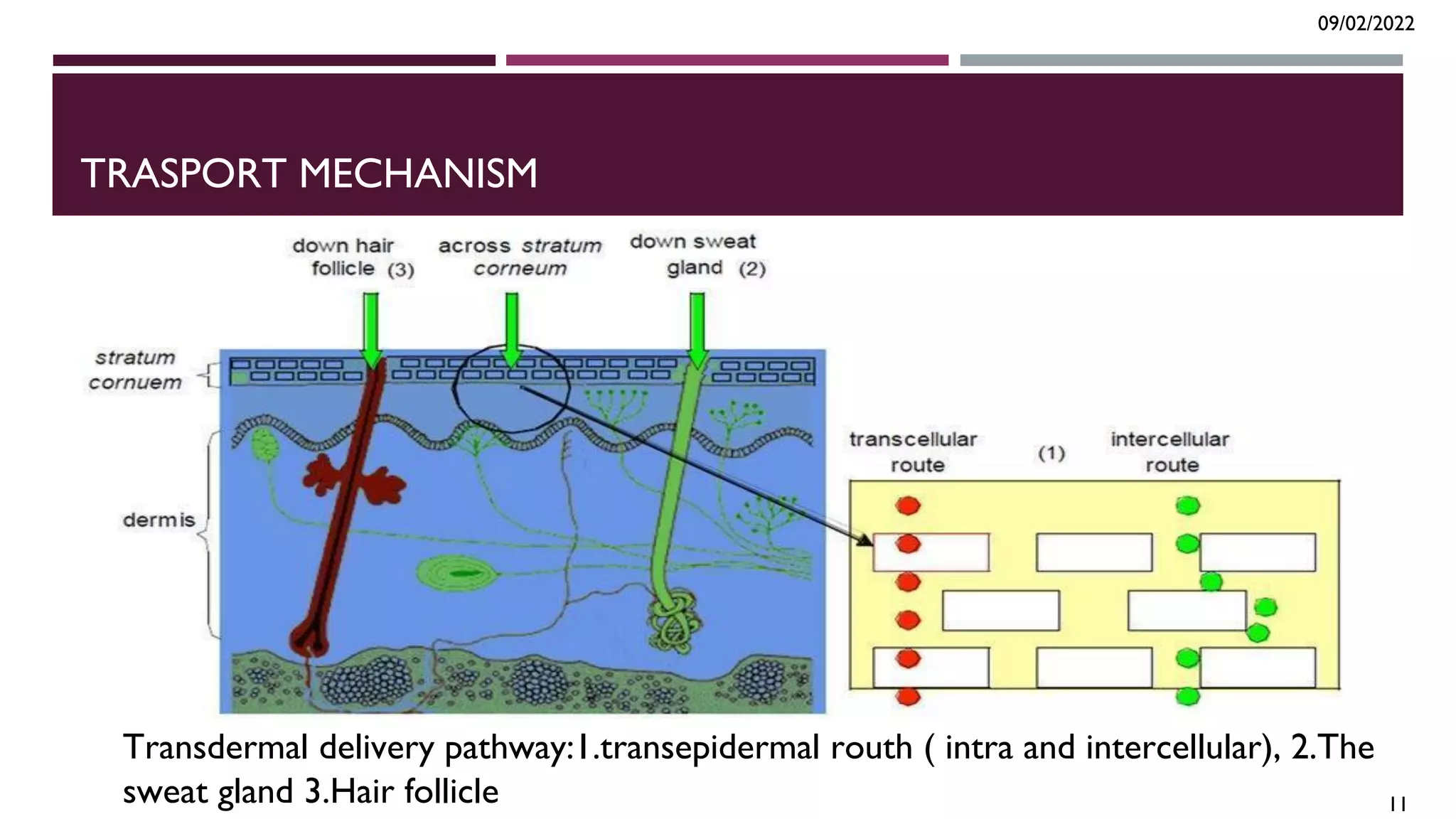 Transdermal Drug Delivery System | PPT