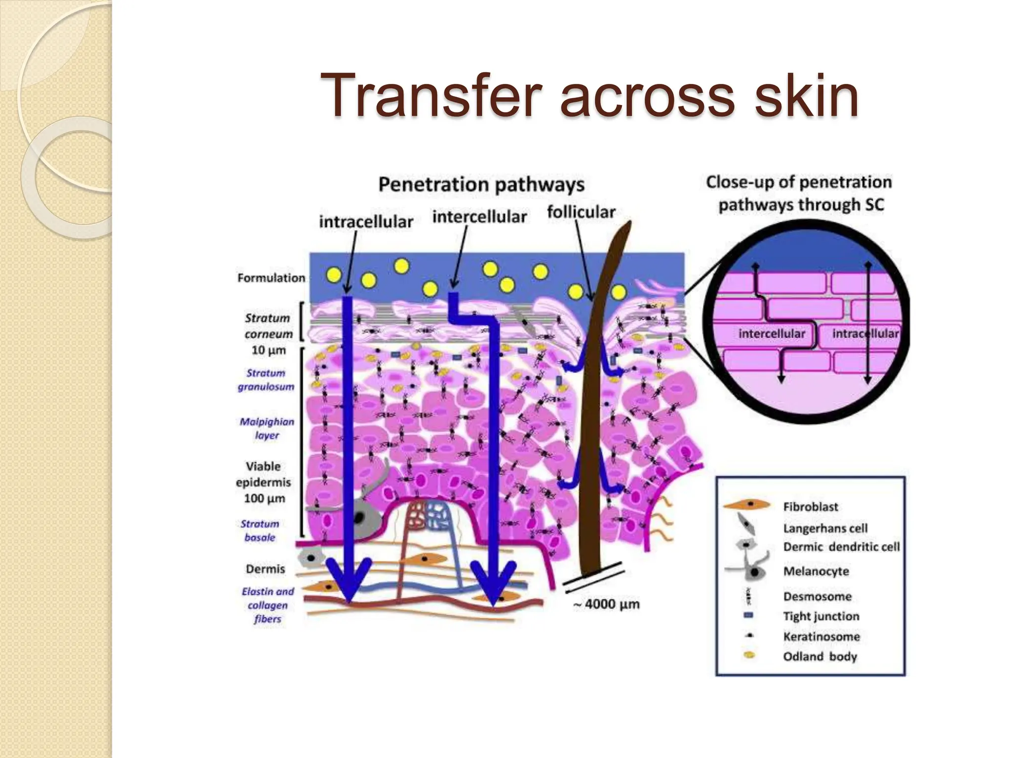 Transdermal Drug Delivery System ppt SKIN.pptx