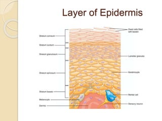 Transdermal Drug Delivery System ppt SKIN.pptx
