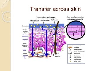 Transdermal Drug Delivery System ppt SKIN.pptx