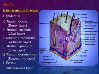 Transdermal Drug Delivery System (TDDS) | PDF